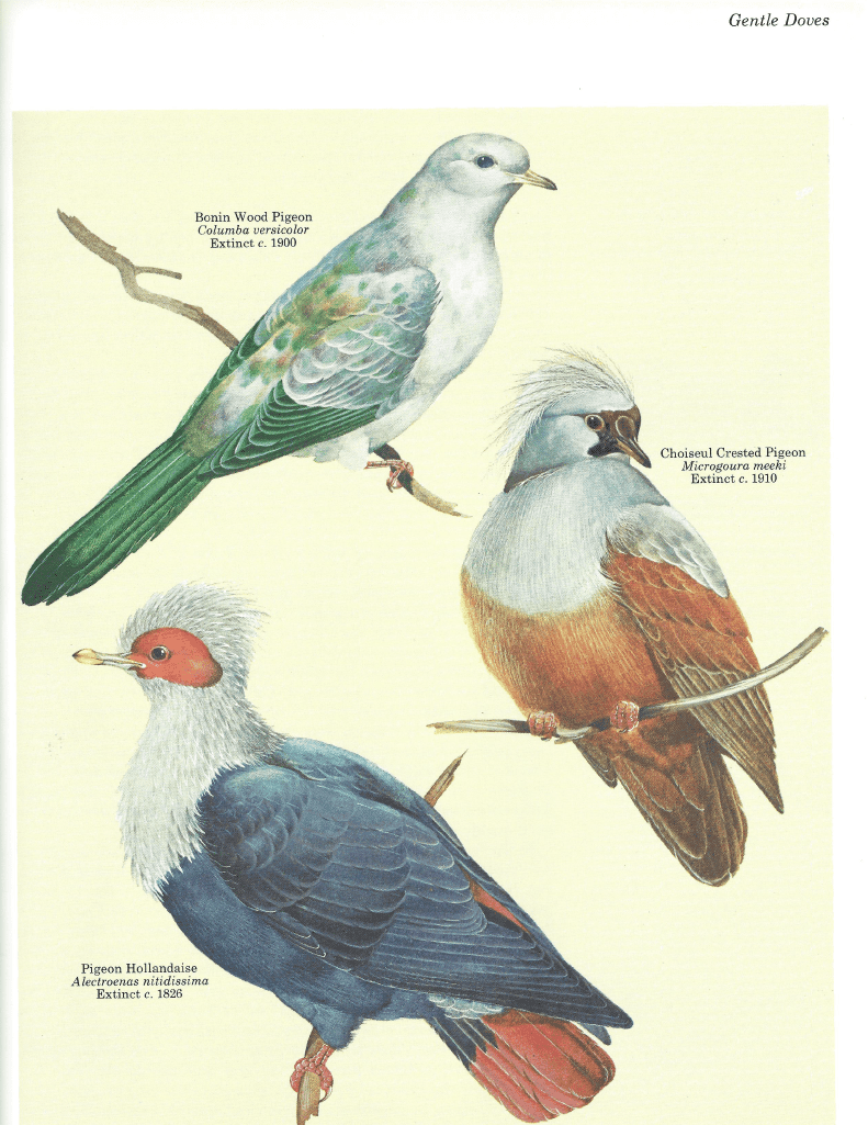 The Dodo was a Dove; The Passenger Pigeon’s Coo Sounded Like Sleigh ...